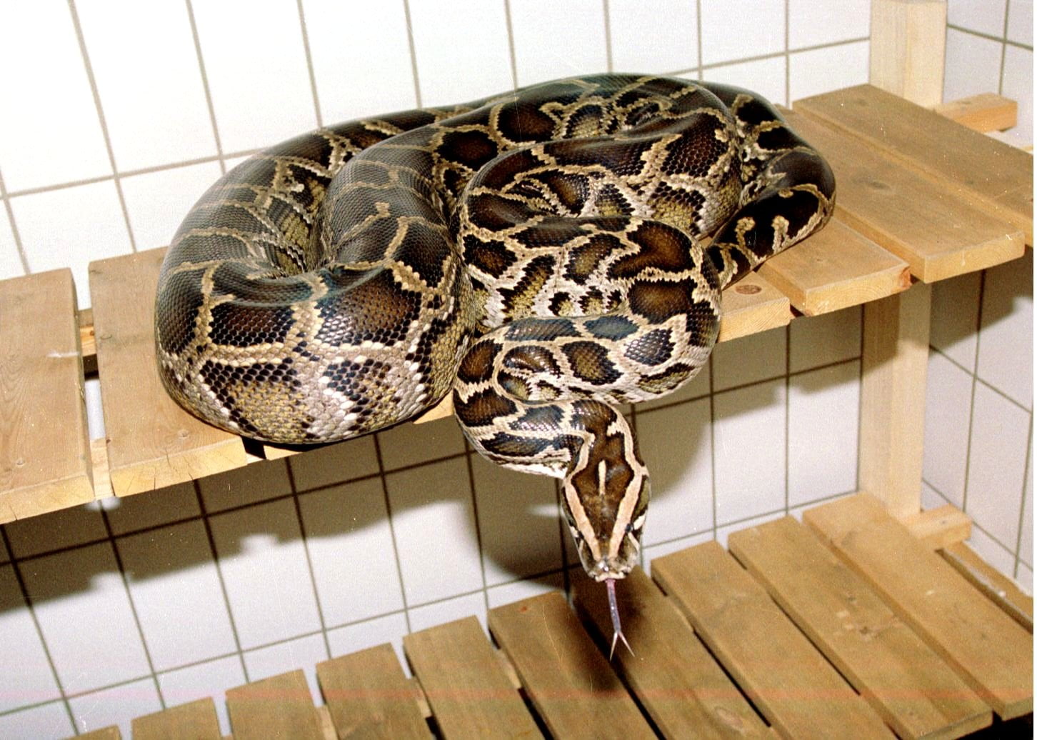 L'homme doit expier l'incident du python, les menaces graves, etc ...