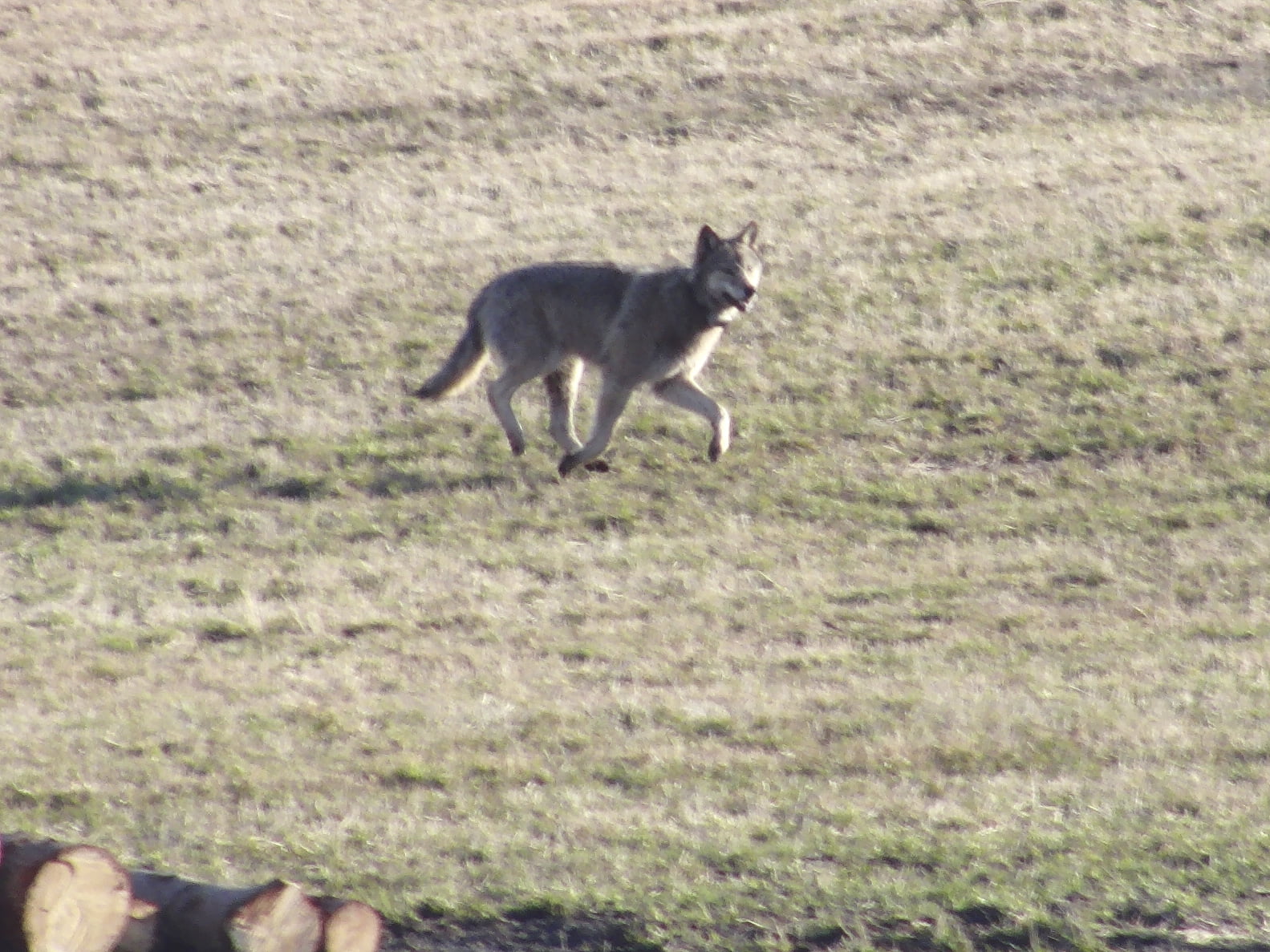 Le loup russe a renforcé la meute de loups norvégiens - Actualités de ...
