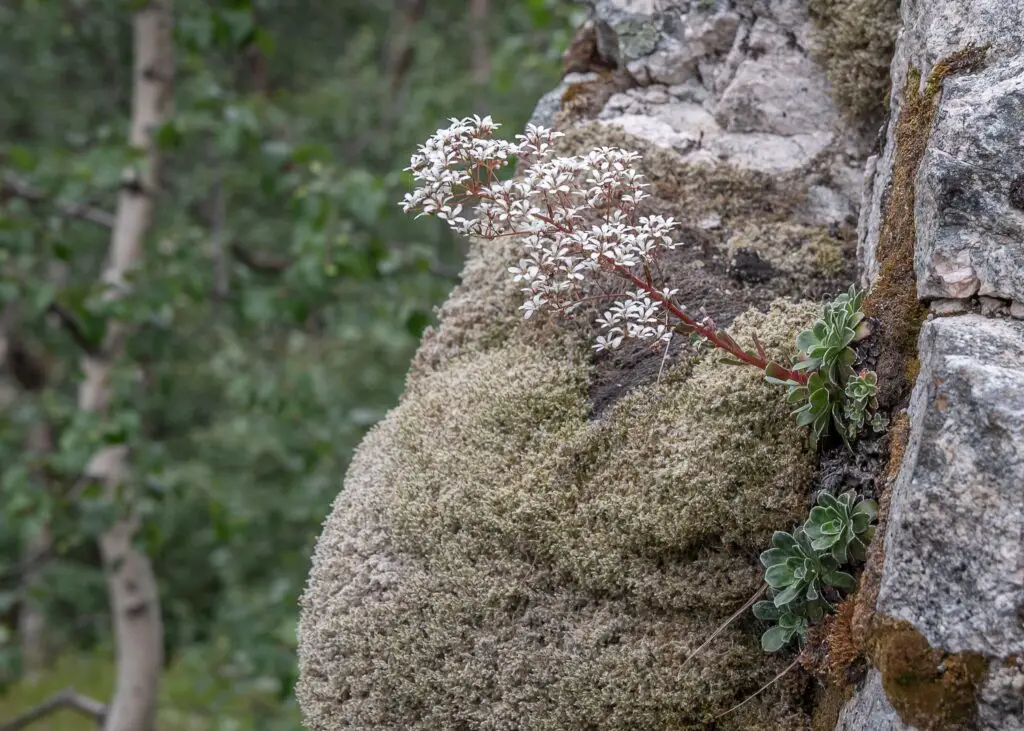 Découvrez la fleur nationale de la Norvège : Le saxifrage pyramidal ...